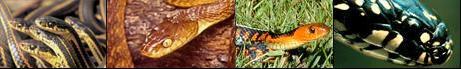 Study Species | Mason Lab